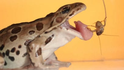 Top 10 Things You Never Knew About Saliva - Listverse