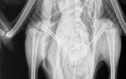 10 Animals That Swallowed Inedible Objects - Listverse