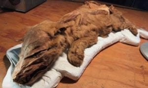 10 Amazing Mummified Animals We Have Found - Listverse