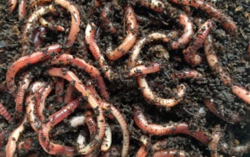 10 Animals Humans Need To Survive - Listverse
