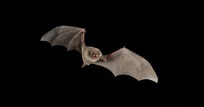 Top 10 Misunderstood Animals You Are Terrified Of - Listverse