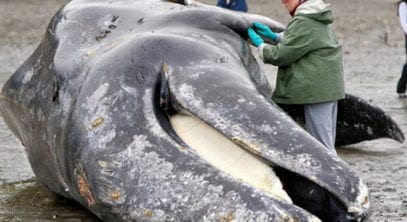 10 Animals That Swallowed Inedible Objects - Listverse