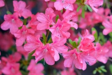 10 Beautiful But Toxic Flowers - Listverse