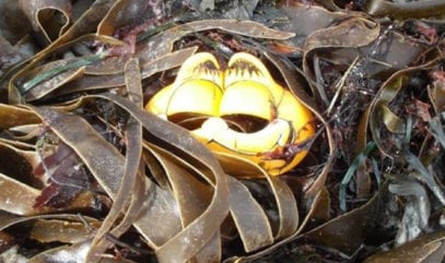 Top 10 Unusual Shoreline Finds - Listverse