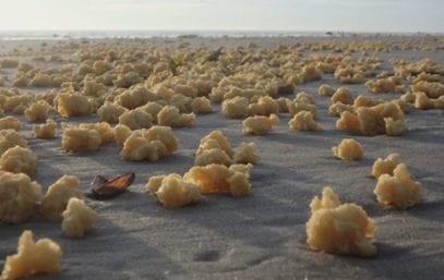 Top 10 Unusual Shoreline Finds - Listverse