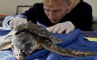 Top 10 Unusual Shoreline Finds - Listverse