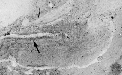 10 Remains Of Extinct Species With Rare New Insights - Listverse