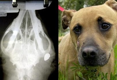 10 Humans And Animals That Got Frozen But Survived - Listverse