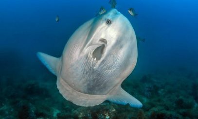 10 Animals That Are Poorly Designed - Listverse