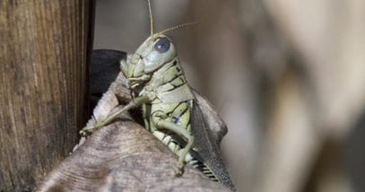 10 Strange Discoveries And Inventions Involving Insects - Listverse