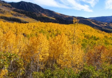 10 Ageless Animals That Do Not Grow Old - Listverse