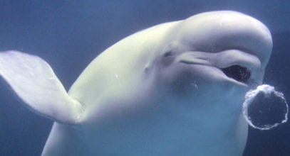 10 Fascinating Facts And Stories About Belugas - Listverse