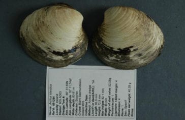 10 Ageless Animals That Do Not Grow Old - Listverse