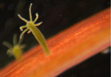 10 Ageless Animals That Do Not Grow Old - Listverse