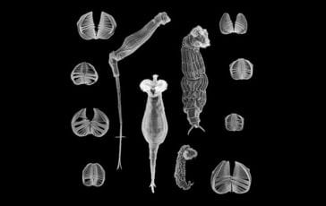 10 Ageless Animals That Do Not Grow Old - Listverse