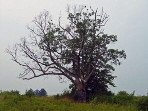 10 Terrifying Trees - Listverse