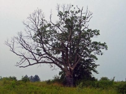 10 Terrifying Trees - Listverse