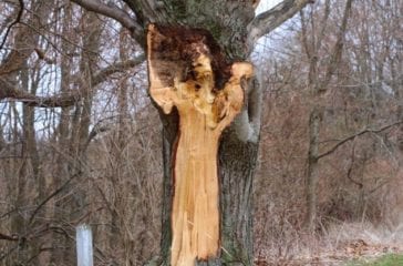 10 Terrifying Trees - Listverse