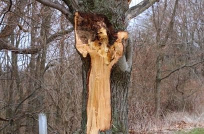 10 Terrifying Trees - Listverse