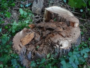 10 Terrifying Trees - Listverse