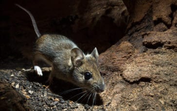 10 Animal 'Facts' Of The Ancient World - Listverse