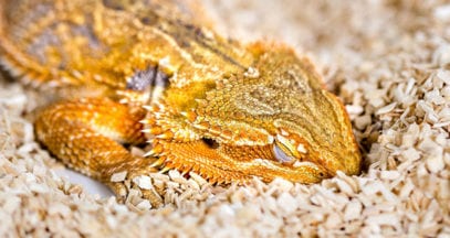 10 Absurd Sleep Habits Of Wild Animals - Listverse