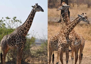 Top 10 Unusual Facts And Stories About Giraffes - Listverse