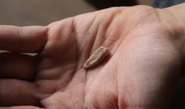 Top 10 Rare Archaeological Finds From France - Listverse
