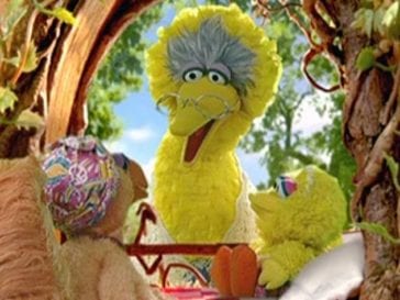 10 Crazy Facts About Big Bird - Listverse
