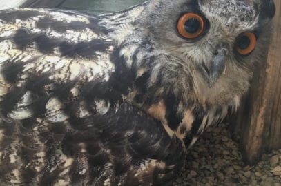 10 Times Animal Sanctuaries Turned Borderline Bizarre - Listverse