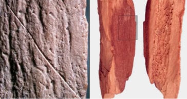 Top 10 Curious Facts Involving Ancient Poop - Listverse