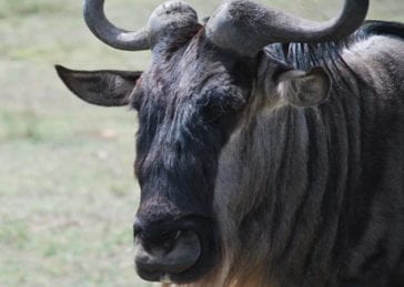 Top 10 Exotic Pets That Killed Their Owners - Listverse