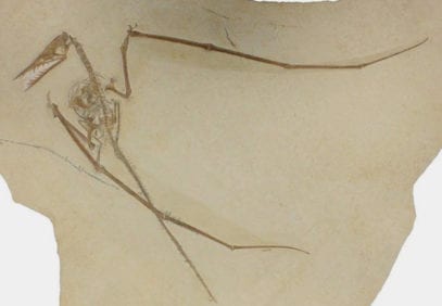 Top 10 Curious Facts Involving Ancient Poop - Listverse