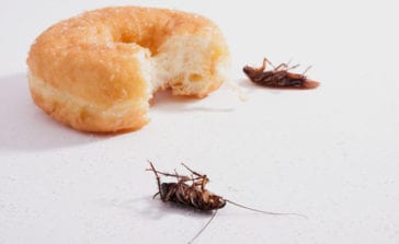 10 Disgusting Facts About Cockroaches - Listverse