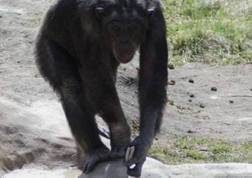 10 Times Animal Sanctuaries Turned Borderline Bizarre - Listverse