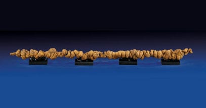 Top 10 Curious Facts Involving Ancient Poop - Listverse