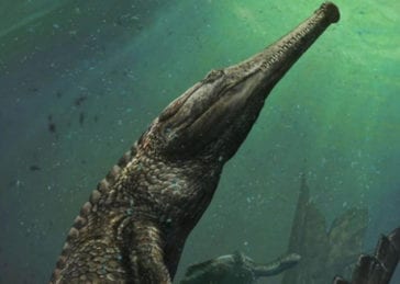 10 Amazing Fossils Found In The Sahara Desert - Listverse