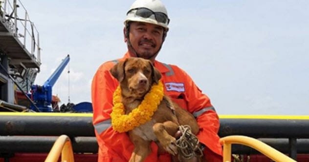 10 Unusual Studies And Stories About Dogs - Listverse