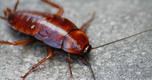 10 Disgusting Facts About Cockroaches - Listverse