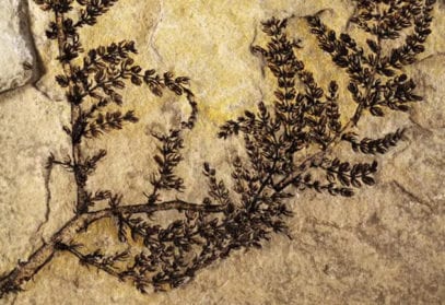 10 Rare Finds From The Cretaceous Period - Listverse