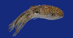 10 Cases Of Bioluminescence Used For Defense And Deception - Listverse