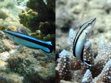 10 Extraordinary Cases Of Biological Mimicry - Listverse