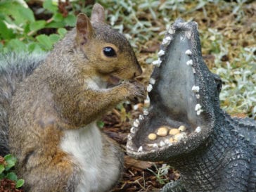 Police Arrest Squirrel, Just One Of 10 Crazy Squirrel Facts And Tales ...