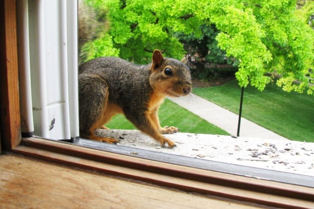 Police Arrest Squirrel, Just One Of 10 Crazy Squirrel Facts And Tales ...