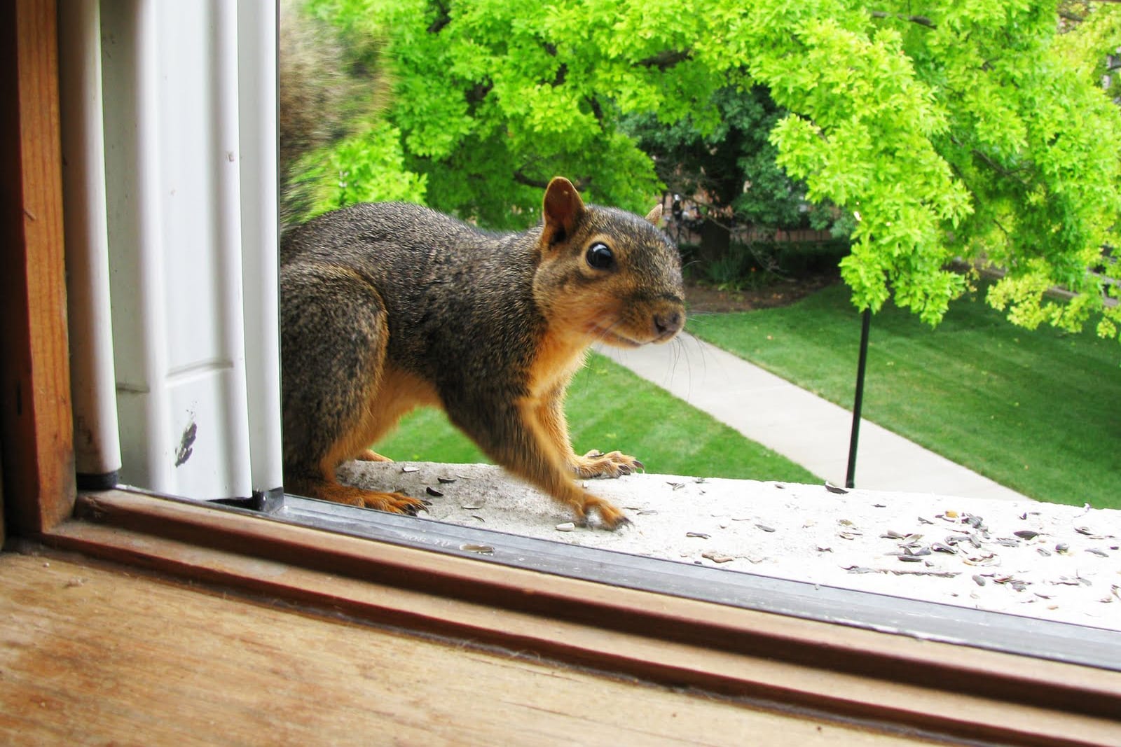 Police Arrest Squirrel, Just One Of 10 Crazy Squirrel Facts And Tales ...