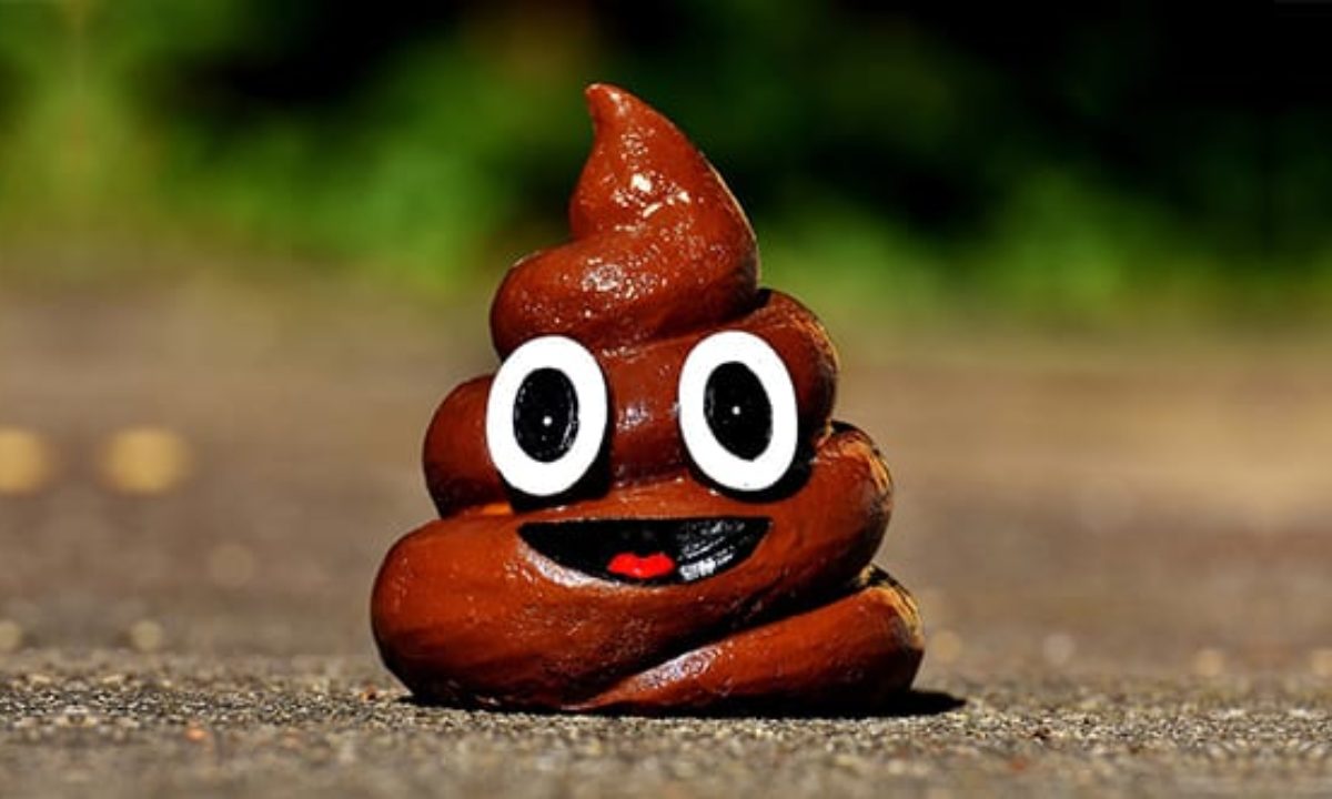 Weird Looking Poop Pp470 11) Genuine Fossil TURTLE POOP Coprolite OR