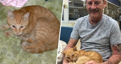 10 Heartwarming Stories Of Pets Who Survived Natural Disasters (Videos ...