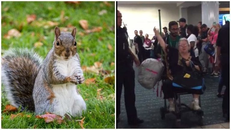 Police Arrest Squirrel, Just One Of 10 Crazy Squirrel Facts And Tales ...
