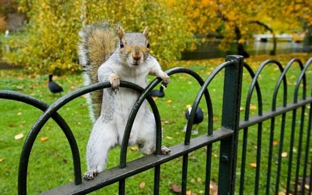 Police Arrest Squirrel, Just One Of 10 Crazy Squirrel Facts And Tales ...