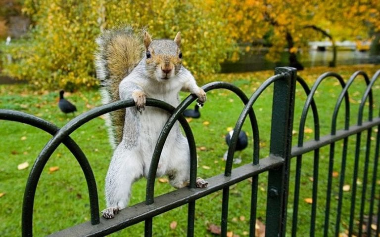 Police Arrest Squirrel, Just One Of 10 Crazy Squirrel Facts And Tales ...